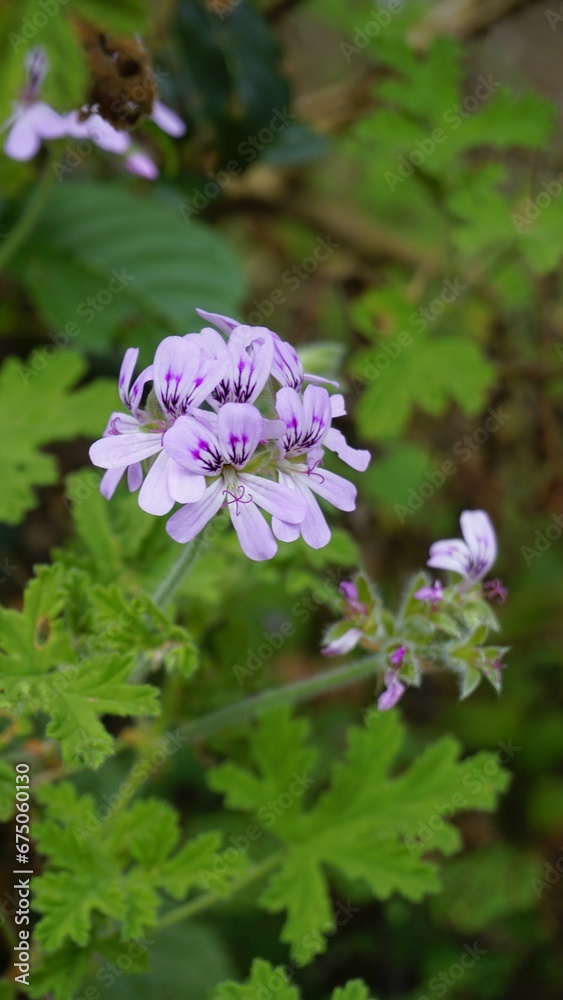 Pelargonium graveolens known as Rose scented pelargonium, Citronella ...