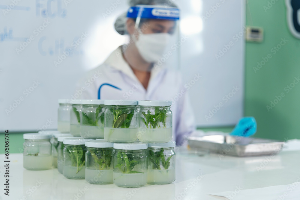 Biochemistry asian Scientist women working plants tissue culture ...