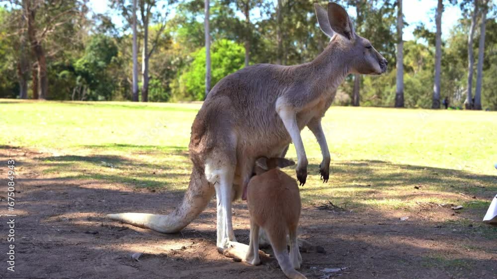 Baby joey drinking the milk from the pouch of red kangaroo mother in ...