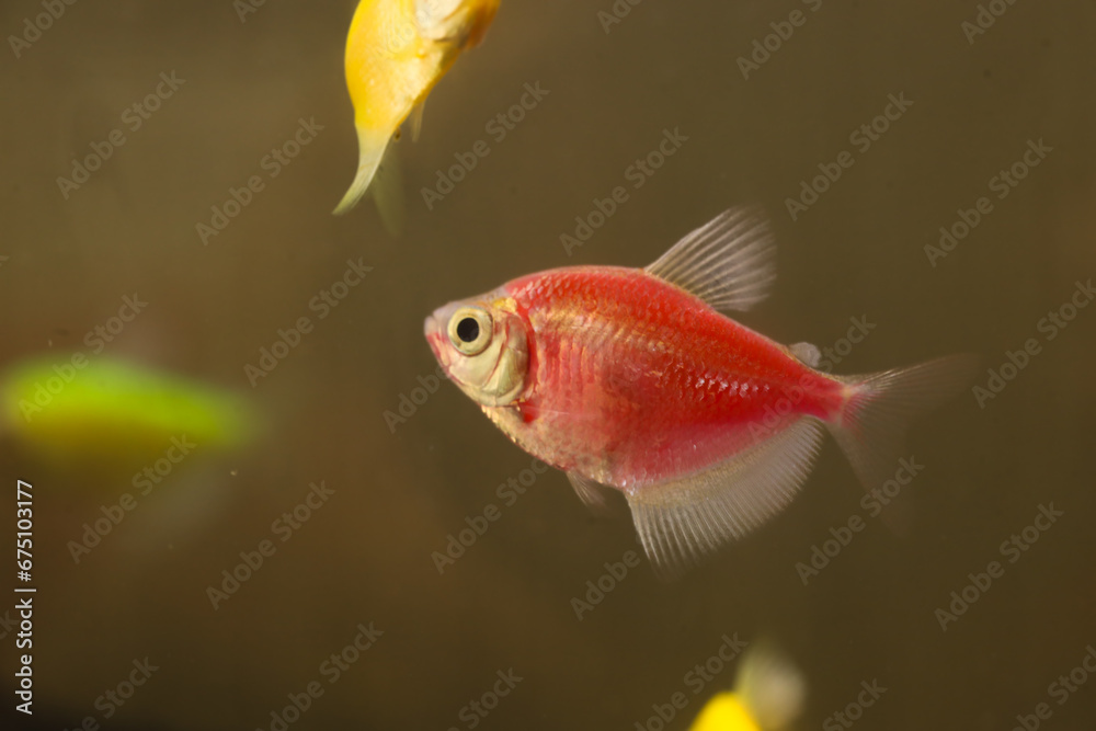Red tetra fish in aquarium. Serpae tetra (Hyphessobrycon eques), also ...