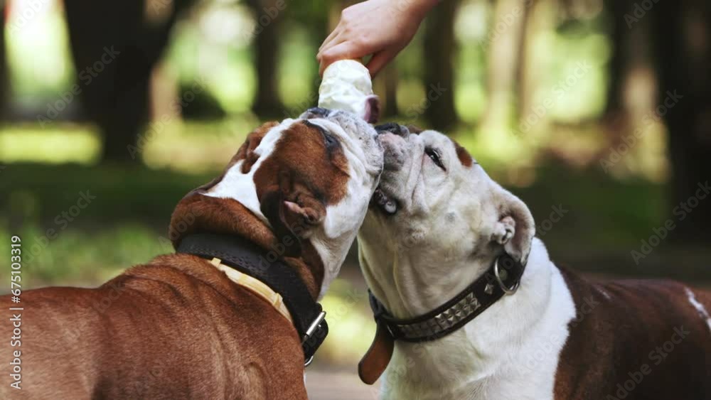 Unrecognizable girl feeding two cute bulldogs ice cream. Happy funny ...