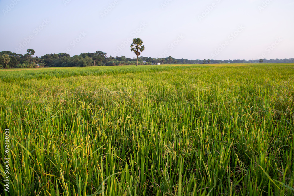 agriculture Landscape view of the grain rice field in the countryside ...