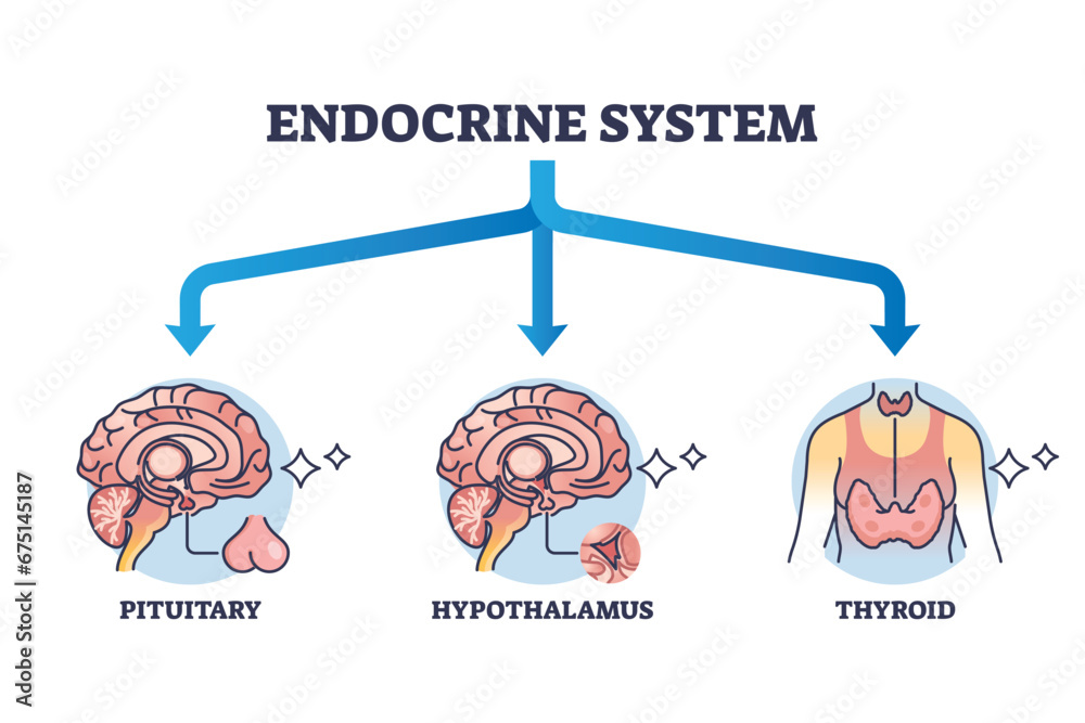 Three main parts of endocrine system with major glands outline diagram ...