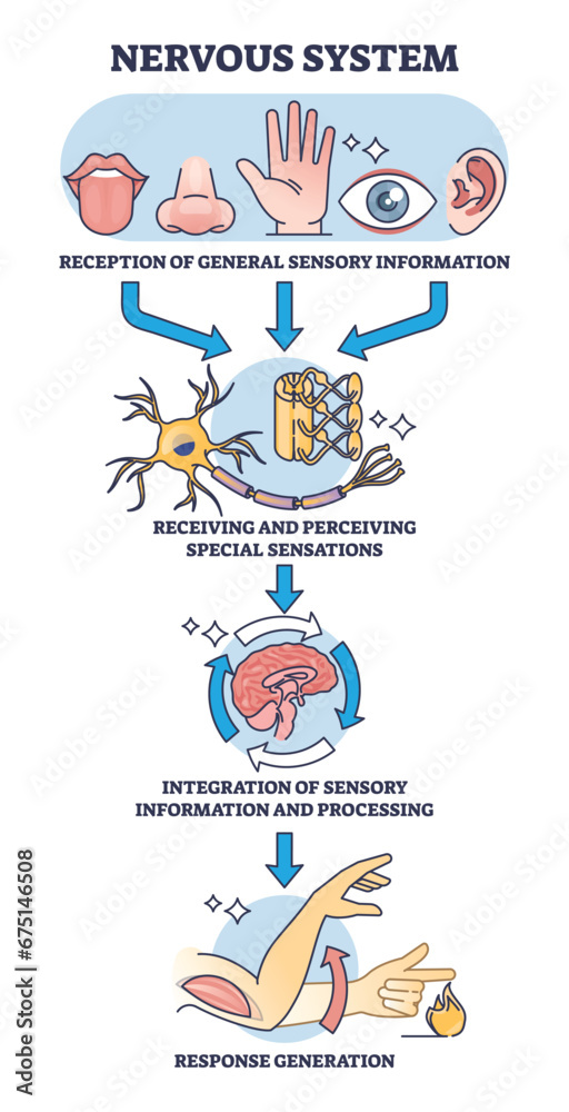 Four mani functions of nervous system with sensory reception outline diagram. Labeled ...