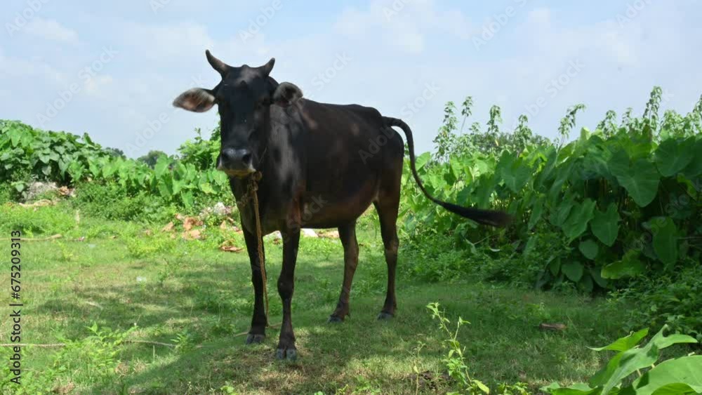 The cow is grazing in the green field. Indian cow in the field. Cute ...