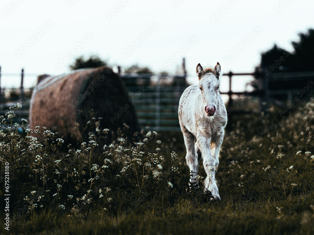 White filly standing in a grazing field. Three days old gypsy cob horse ...