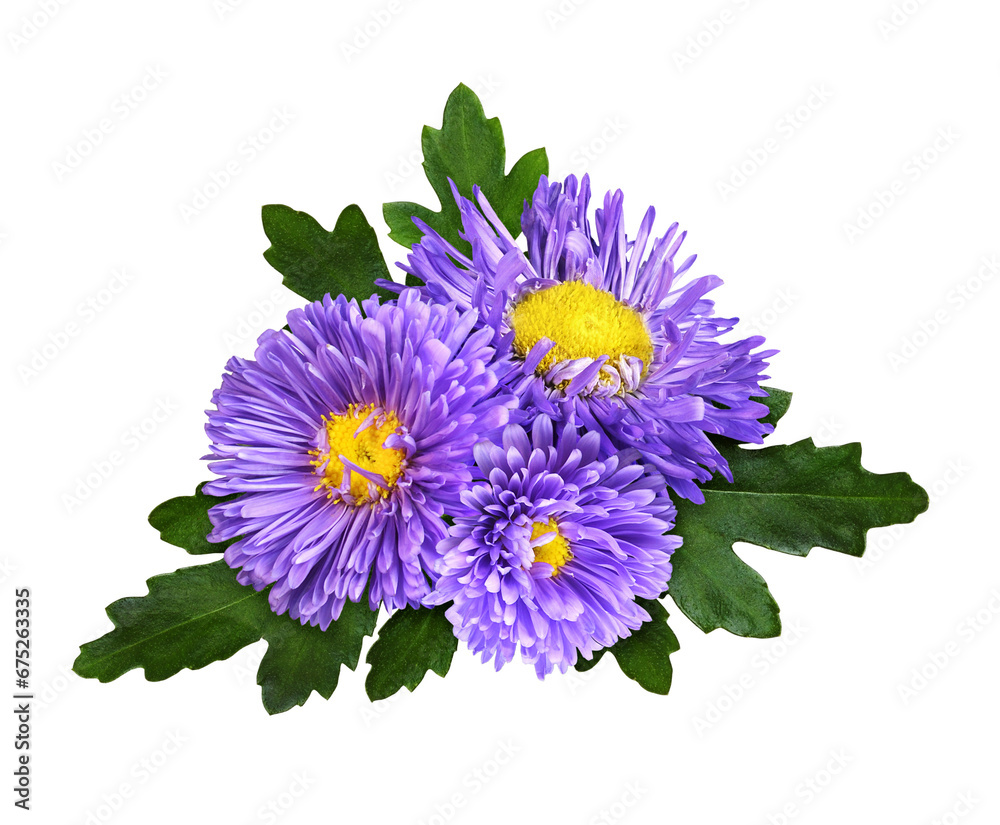 Purple aster flowers in a floral arrangement isolated on white or ...