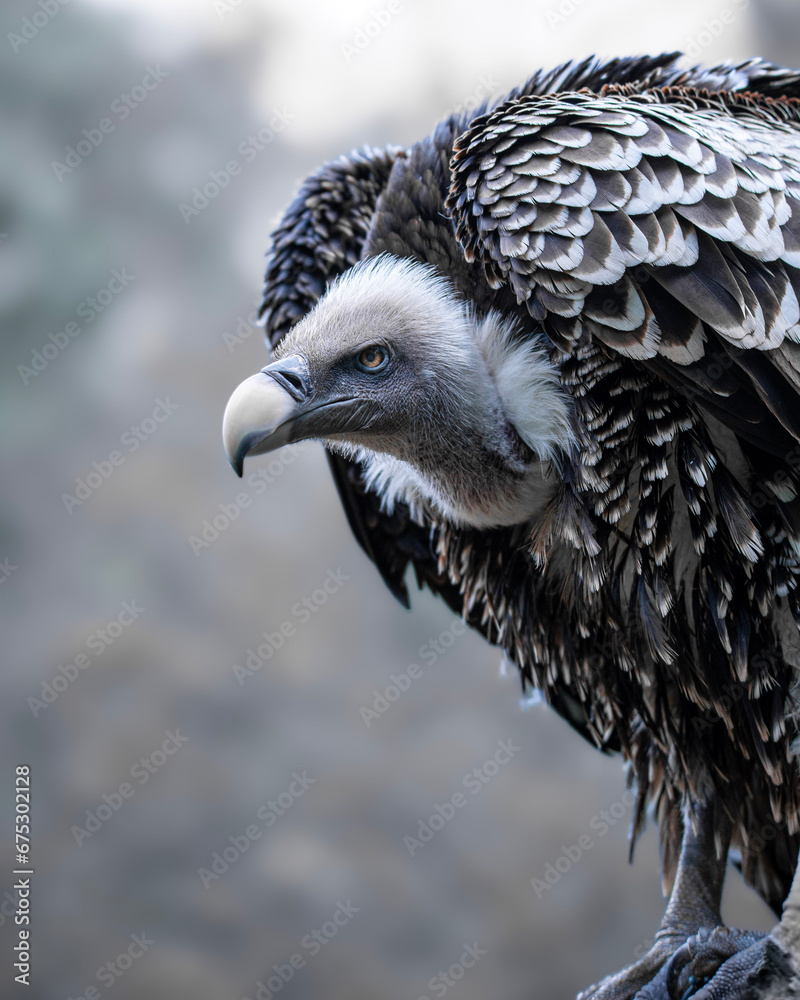Geier Gänsegeier Stock Photo | Adobe Stock