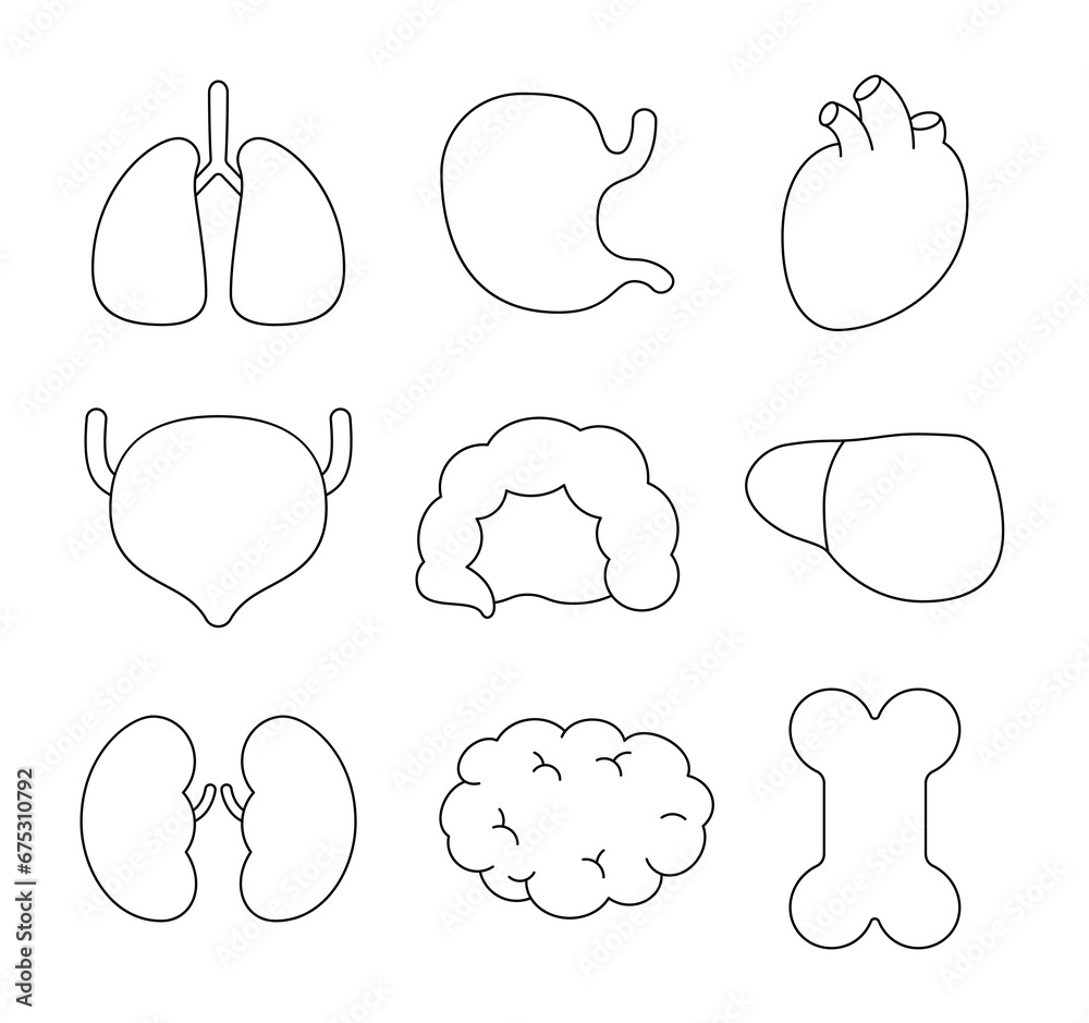 Healthy human anatomy internal organs. Coloring Page. Lung, stomach ...