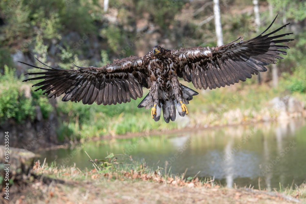 White Tailed Eagle (Haliaeetus albicilla) in flight. Also known as the ...
