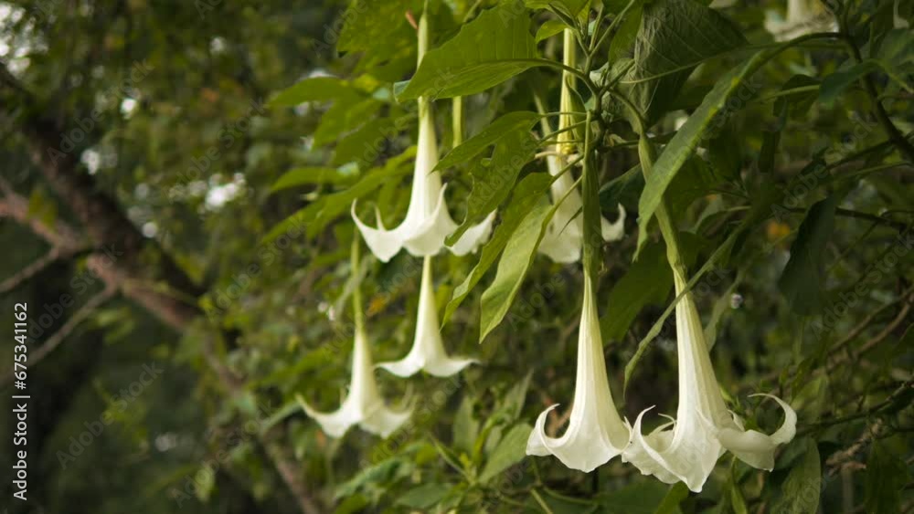 Brugmansia tree White Angel Trumpet Blooms, 4K, Northern Thailand ...