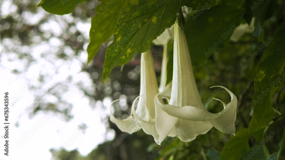 Brugmansia tree White Angel Trumpet Blooms, 4K, Northern Thailand ...