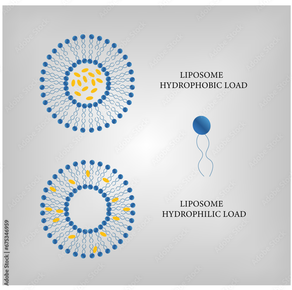 LIPOSOME HYDROPHOBIC VS HYDROPHILIC LOAD VECTOR Stock Vector | Adobe Stock