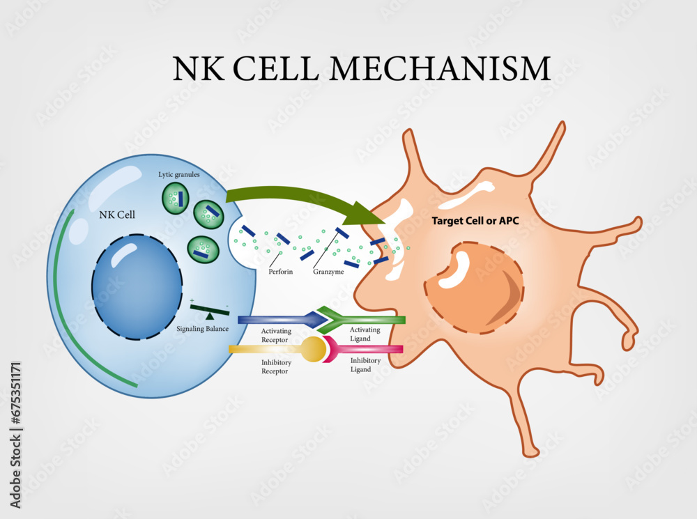 NK Cell Nature Killer Cell Mechanism in Target Cell Vector and ...