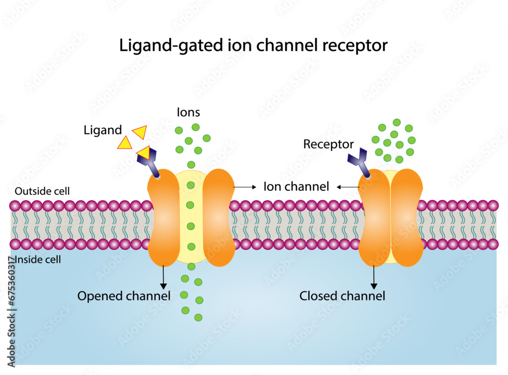 Ligand gated ion channel receptors. Mechanism for the transport of ions ...