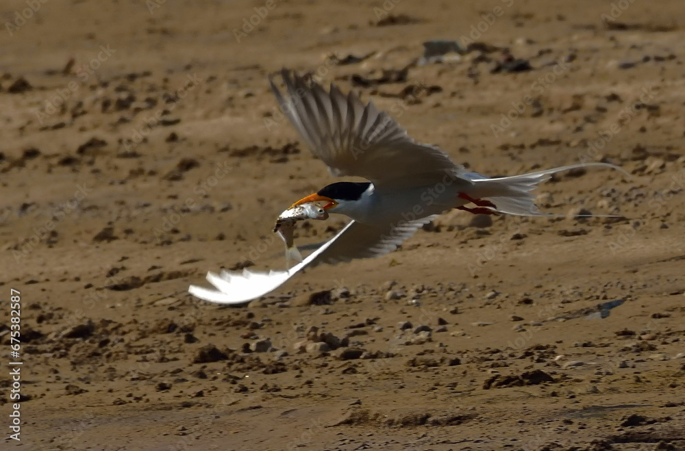 river tern or just river tern (Sterna aurantia) is a tern in the family ...