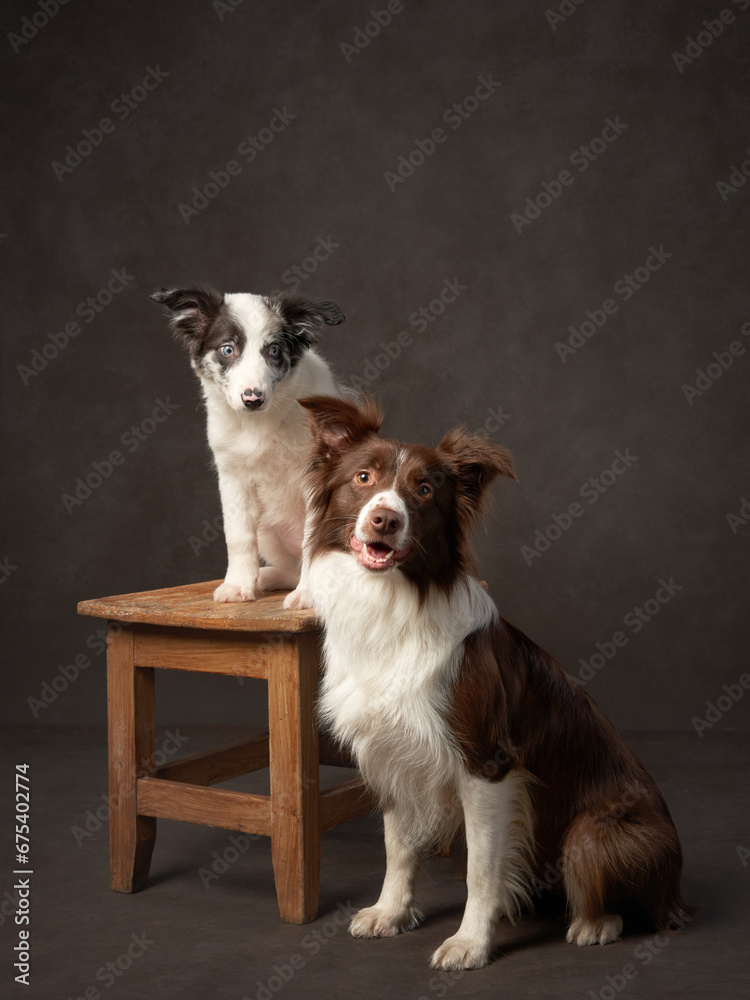 Border Collies in studio, an adult and puppy showcase breed traits ...