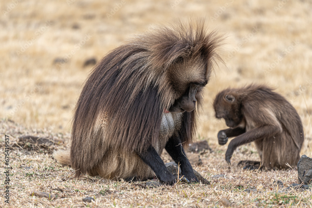 Family group of endemic animal Gelada, (Theropithecus gelada), in ...