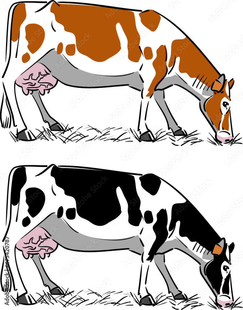 Vector realistic illustration of cow grazing side view of Holstein ...