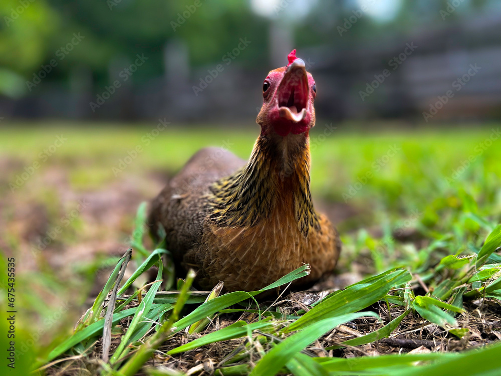 Goofy Brown bantam chicken lying on ground while looking up with its ...