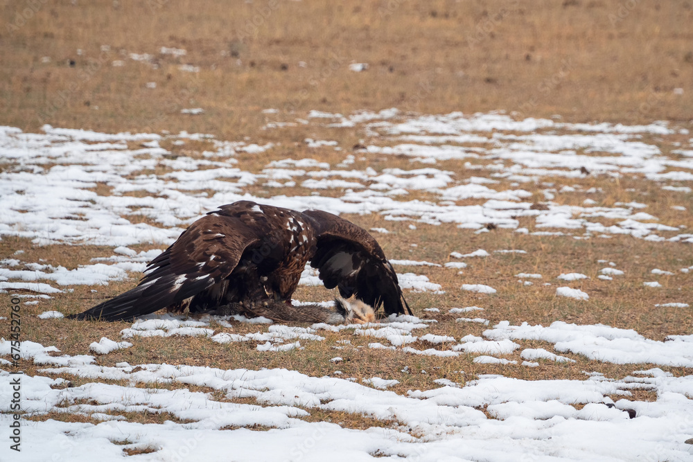 Great eagle is ravenously eating the caught prey in the winter field ...