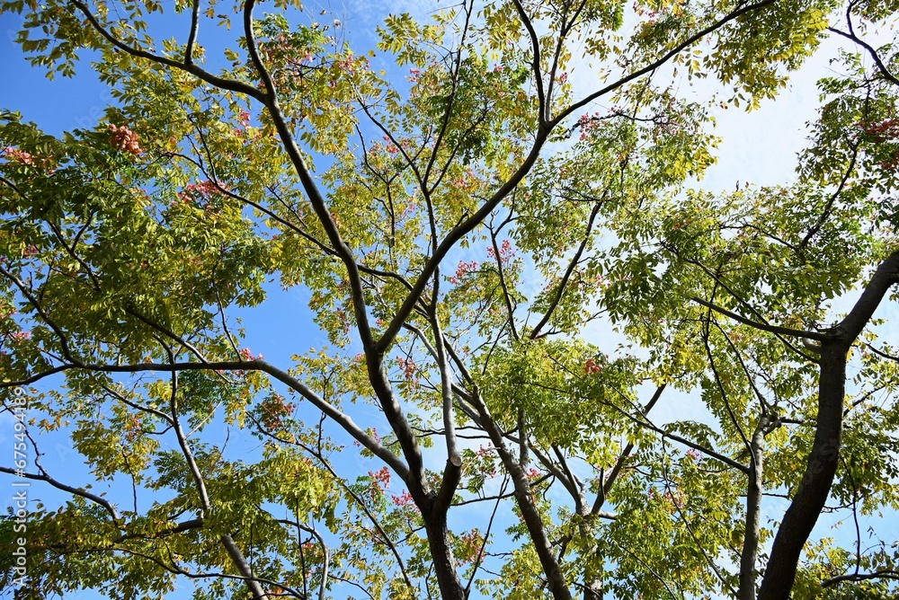 Flamegold rain tree ( Koelreuteria henryi ) fruits and seeds ...