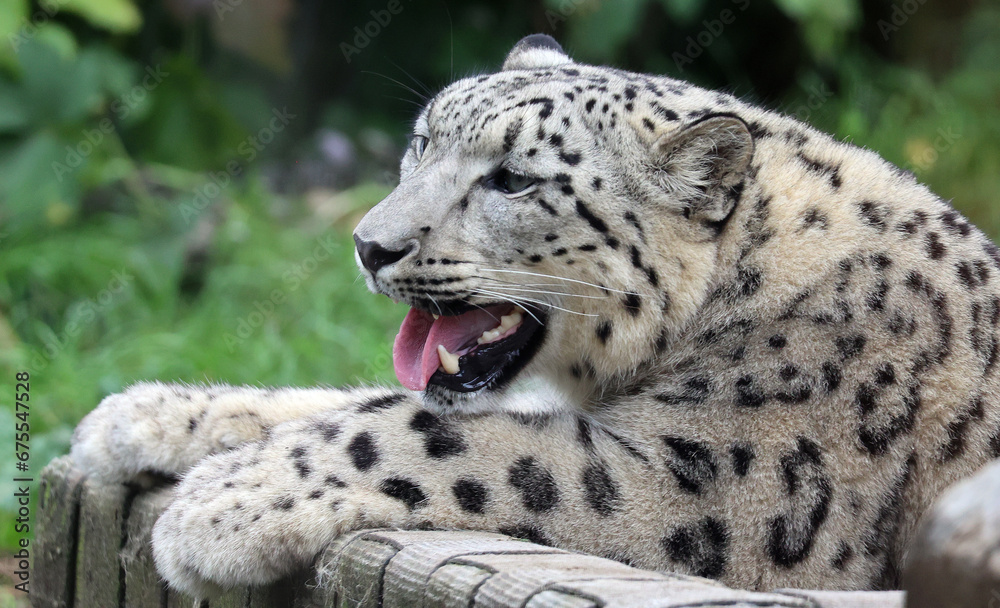 The snow leopard is a large cat native to the mountain ranges of ...
