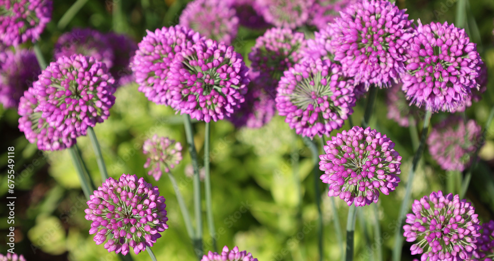 The onion genus Allium comprises monocotyledonous flowering plants and ...