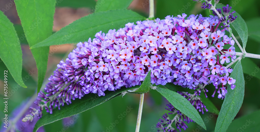 Foto de Butterfly Bush, Buddleja or Buddleia, historically given as ...