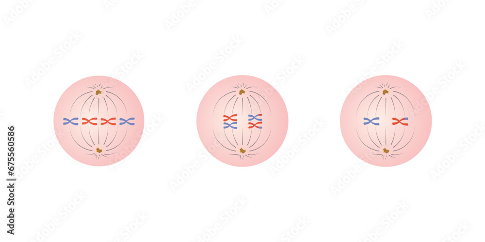 Metaphase in Mitosis and Meiosis Scientific Design. Vector Illustration ...