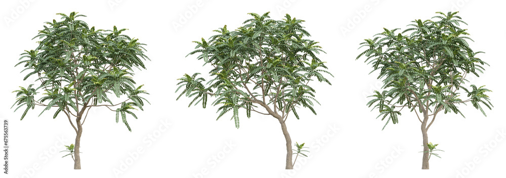 Green chukrasia tabularis tree on transparent background, png plant, 3d ...