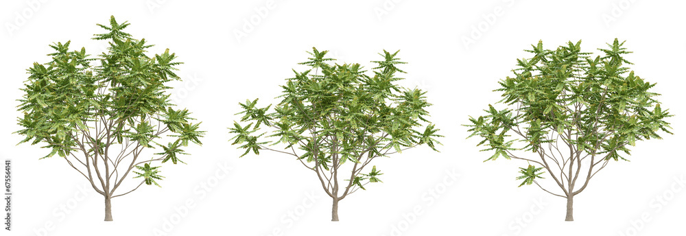 Green chukrasia tabularis tree on transparent background, png plant, 3d ...
