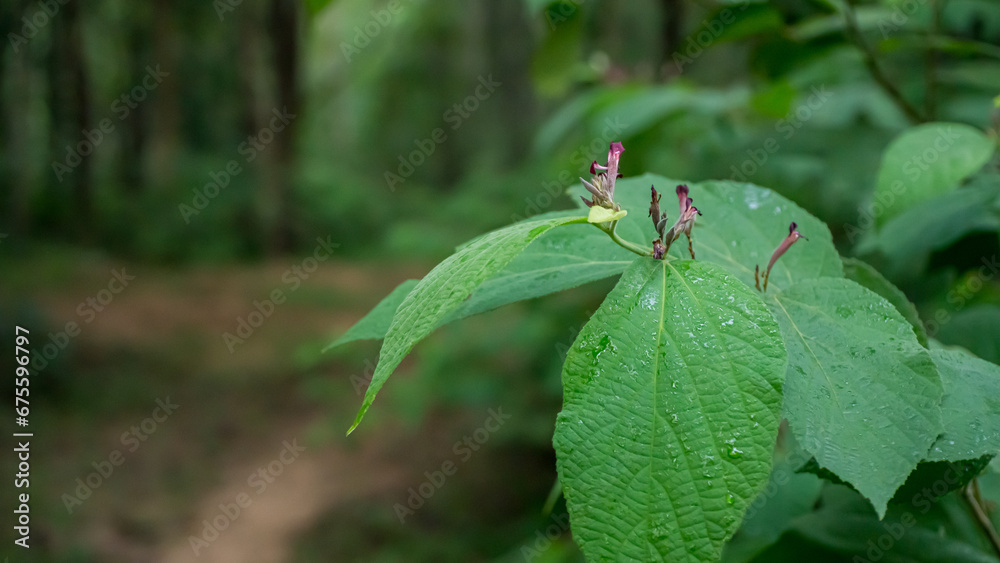 Flowers and leaves, as well as branches, of the herbal plant, East ...