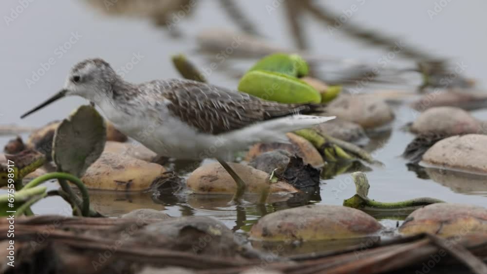 The wood sandpiper (Tringa glareola) is a small wader. This Eurasian ...