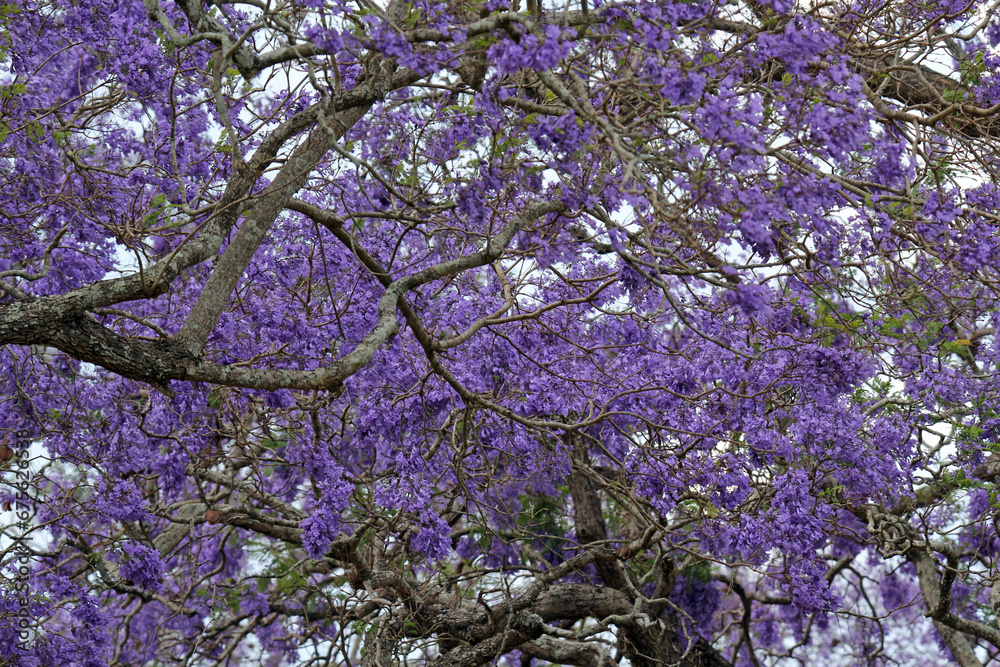 Purple flowers on a jacaranda tree plant in a garden Stock Photo ...