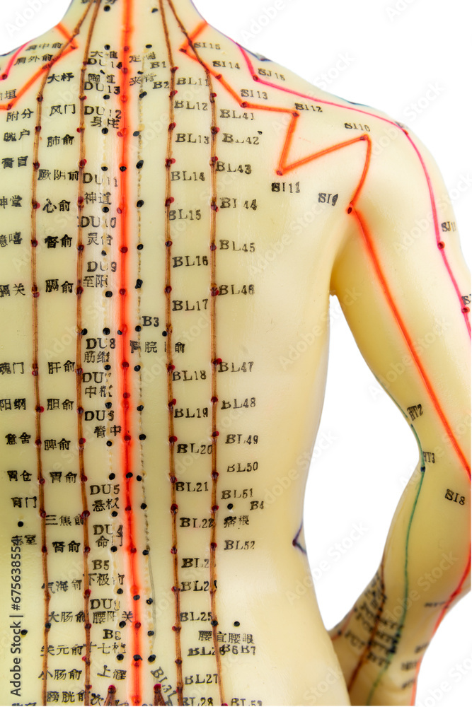 Back view of a portion of upper body of a medical acupuncture model of ...