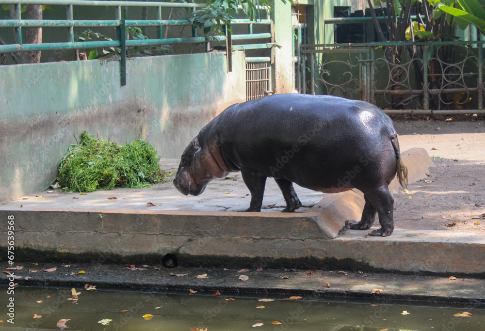 The pygmy hippopotamus or pygmy hippo (Choeropsis liberiensis) is a ...