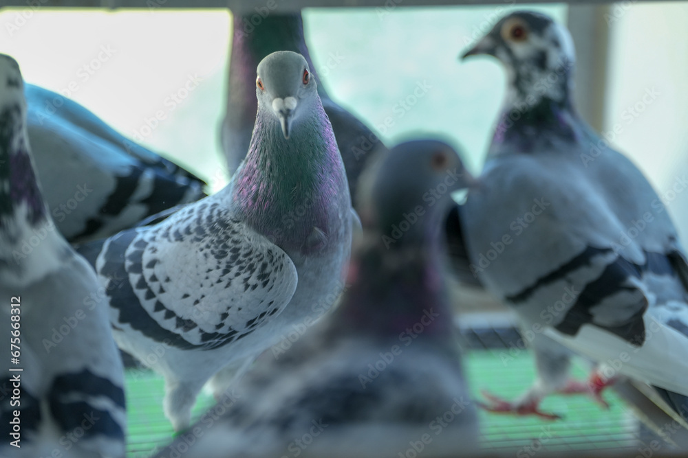 racing pigeon champion at pigeon fancier competitions. passenger pigeon ...