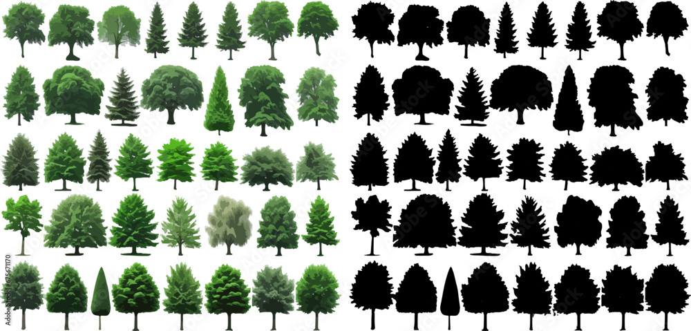 Silhouettes of Pine Trees set, Tree and Firs against a White Background ...