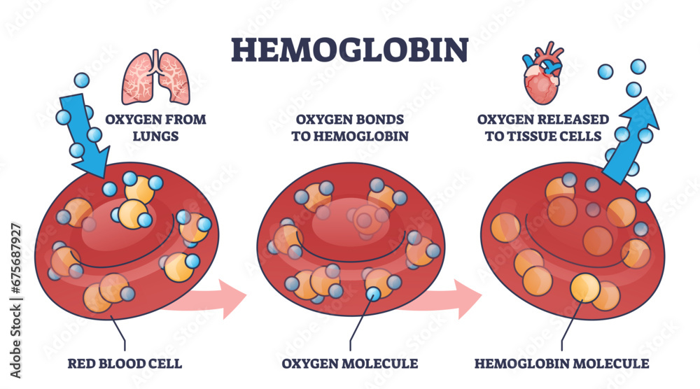 Vetor de Hemoglobin as oxygen gas transportation mechanism in body ...