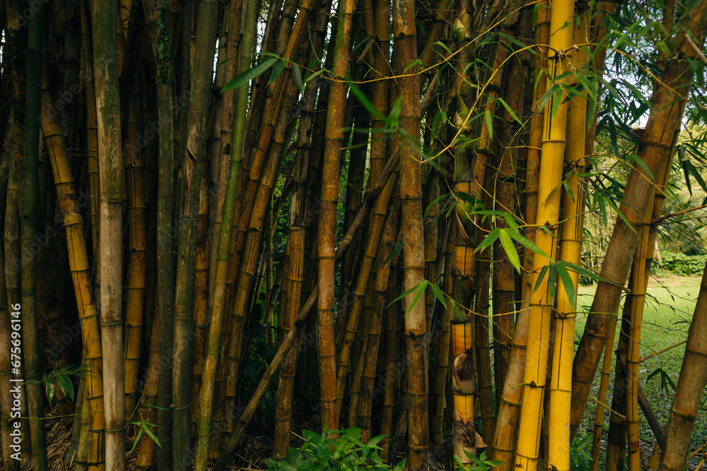 Lanscape of bamboo tree in tropical rainforest, hawaii Stock Photo ...