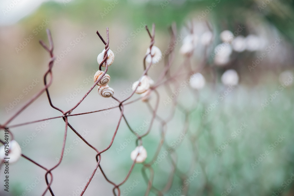 Small snails sit on a metal fence. Snails are pests. the shell is in ...