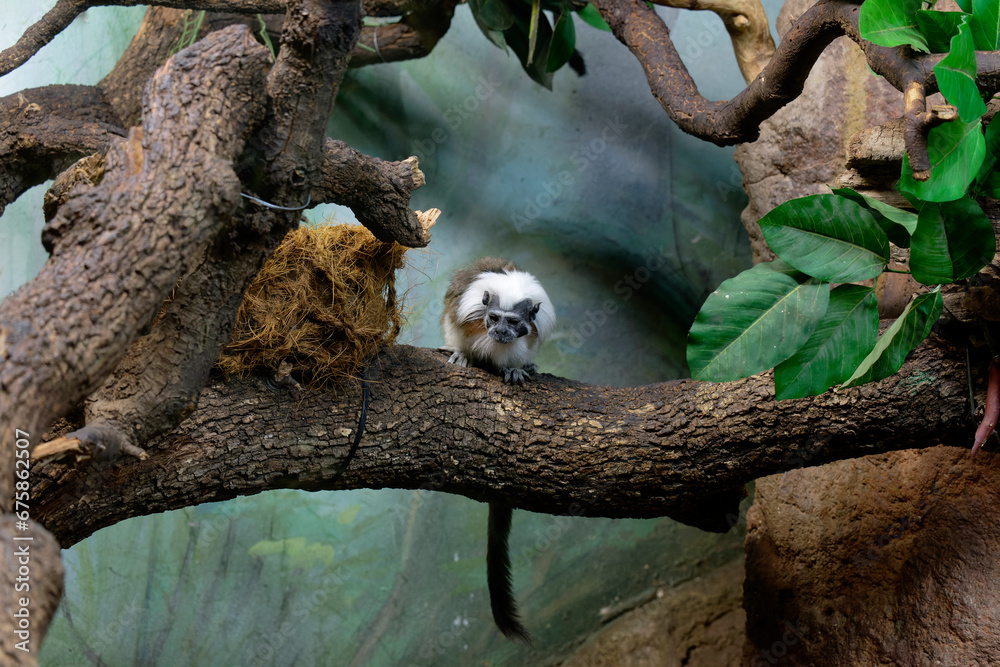 Monkey cotton-top tamarin, Saguinus oedipus - small New World monkey ...
