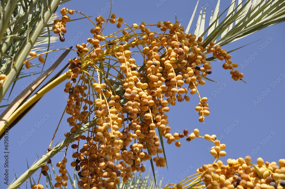 Palma, drzewo, sad, daktyle, owoce, uprawa, gaj, Tunezja, Afryka ...