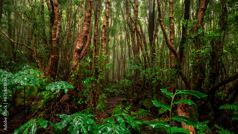 An impressive and beautiful forest in the Mata da Serreta forest area ...