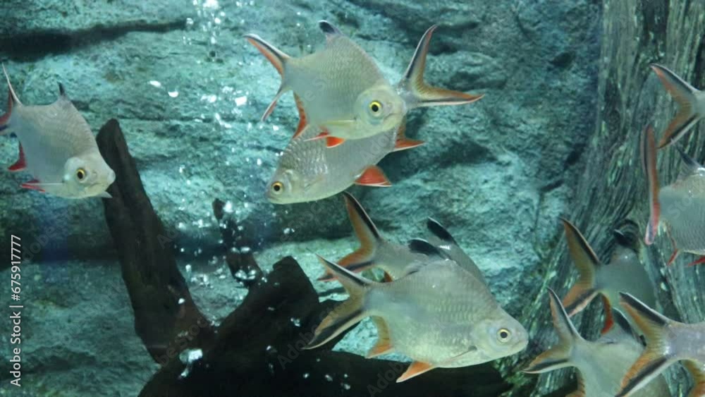 The Golden Belly Barb fish, Puntius daruphani, Hypsibarbus wetmorei ...