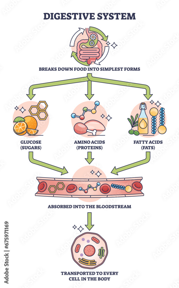 Simple digestive system process explanation outline diagram. Labeled ...