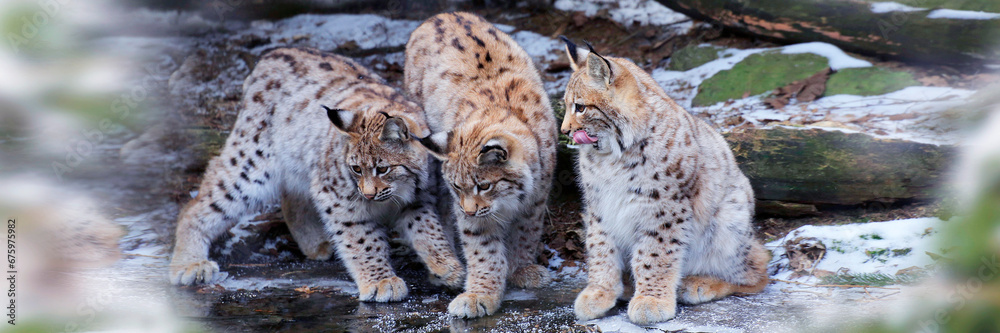 Eurasische Luchs oder Nordluchs (Lynx lynx) drei junge Luchse im Winter ...