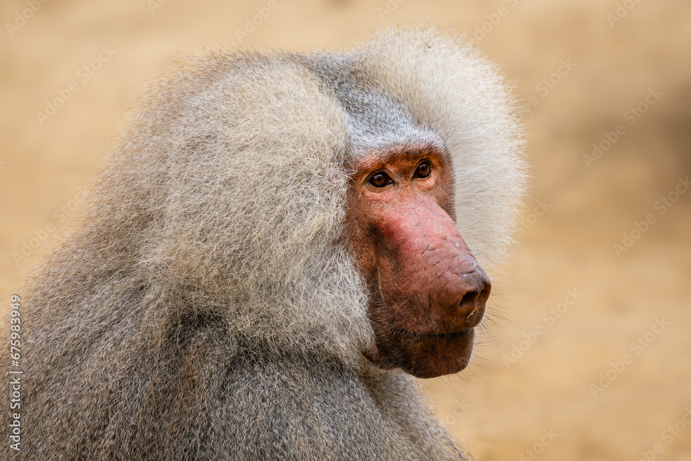 Hamadryas Baboon - Papio hamadryas, beautiful large primate from the ...