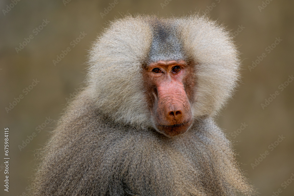 Hamadryas Baboon - Papio hamadryas, beautiful large primate from the ...